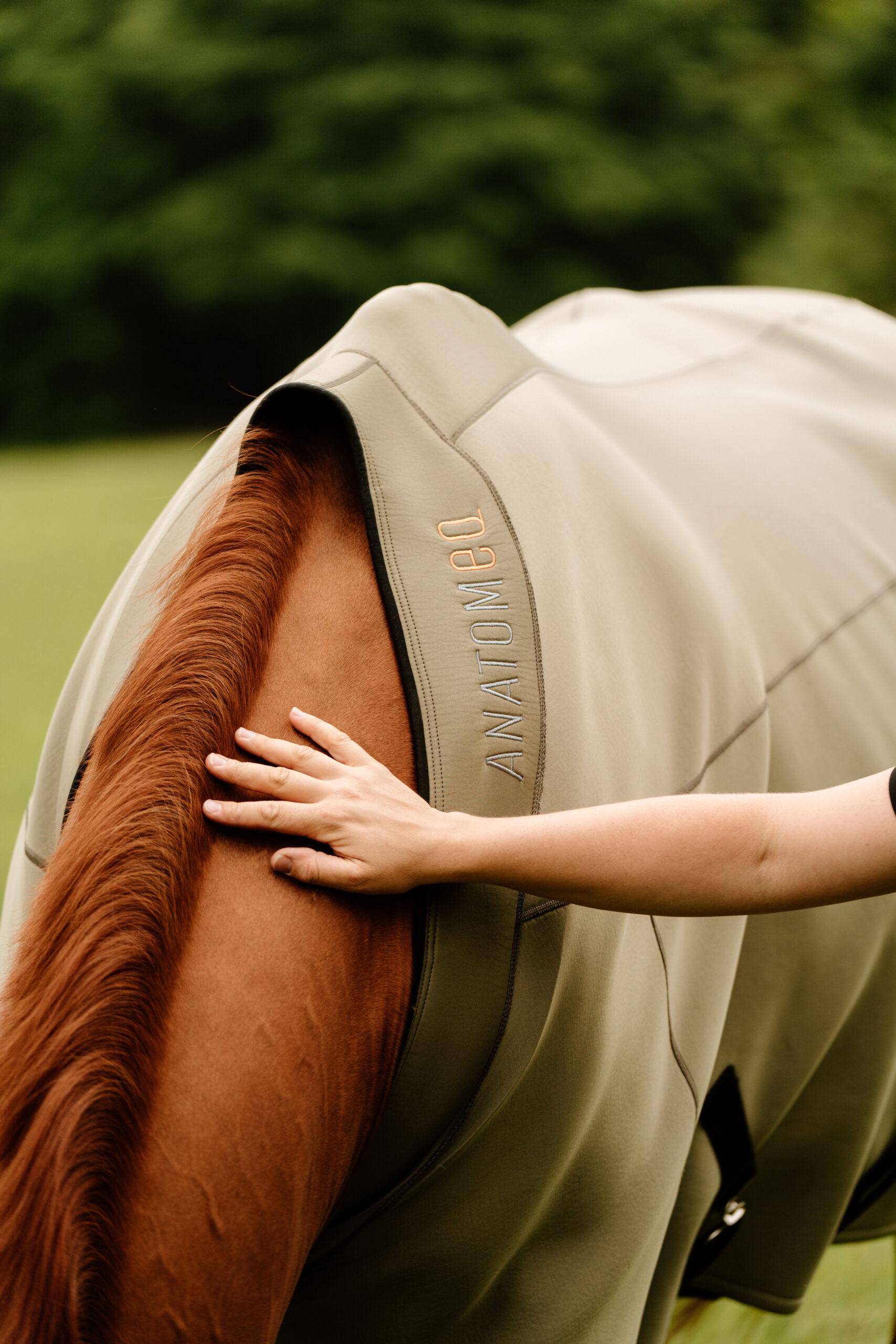 The Importance of Visual Branding in the Equestrian Industry ...