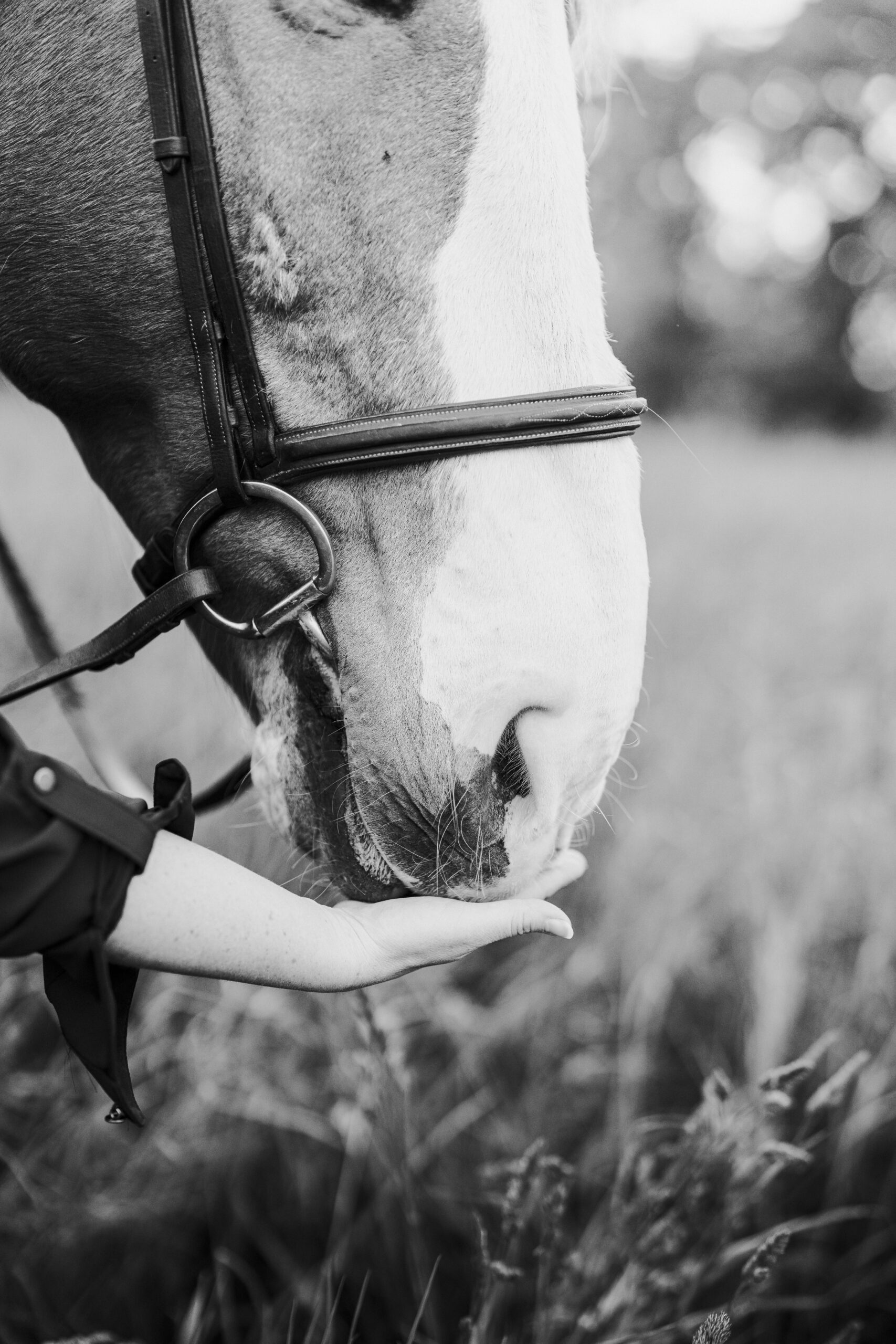 Tanya & Molly – Horse & Rider Session | seafindphotography.com