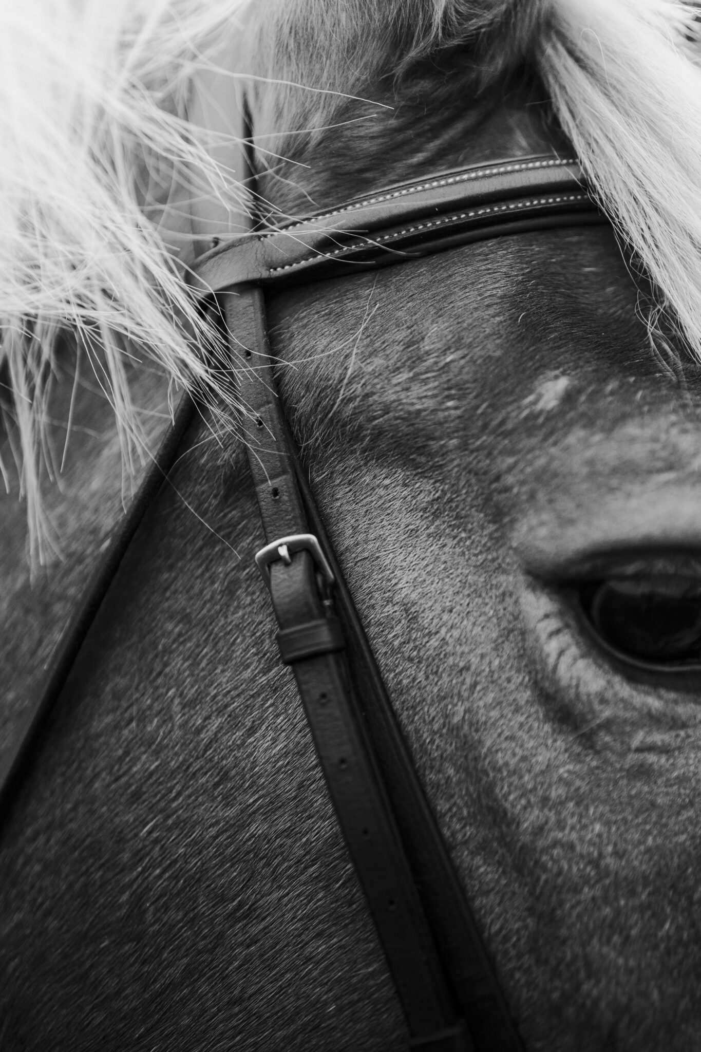 Tanya & Molly – Horse & Rider Session | seafindphotography.com